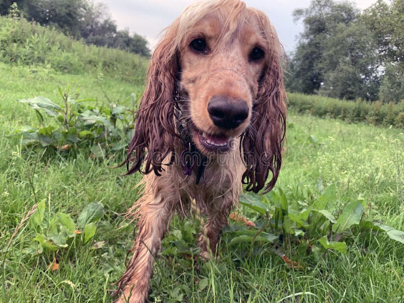 Cocker Spaniel Dog Stood on a Grassy Field Close Up Stock Image - Image ...