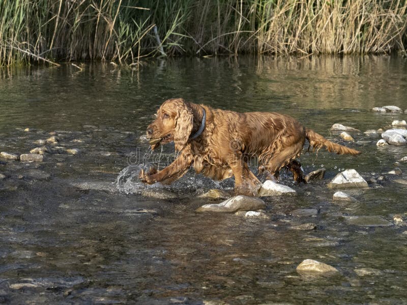 Cocker Spaniel Dog Swimming in the Water Stock Image - Image of animal ...