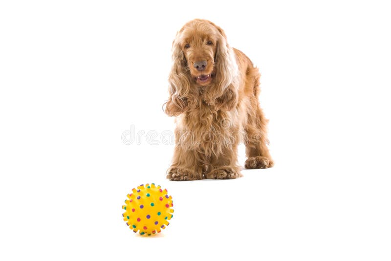 Cocker Spaniel Dog with Toy Stock Photo - Image of posing, stands: 9162876