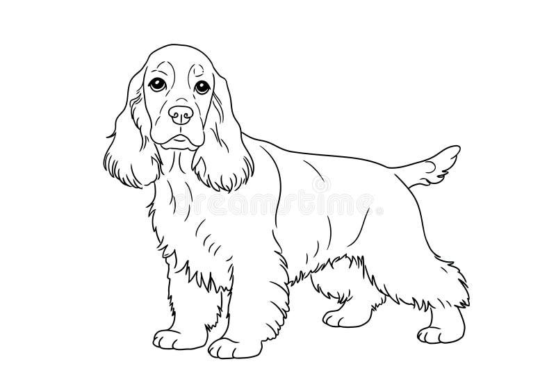 Cocker spaniel drawing stock vector. Illustration of breed - 385159678