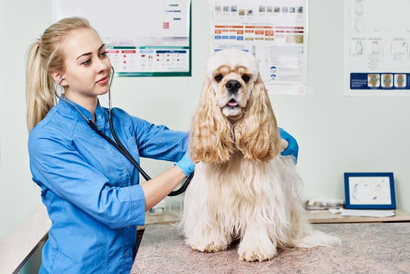 Cocker spaniel examination stock image. Image of medic - 116749535