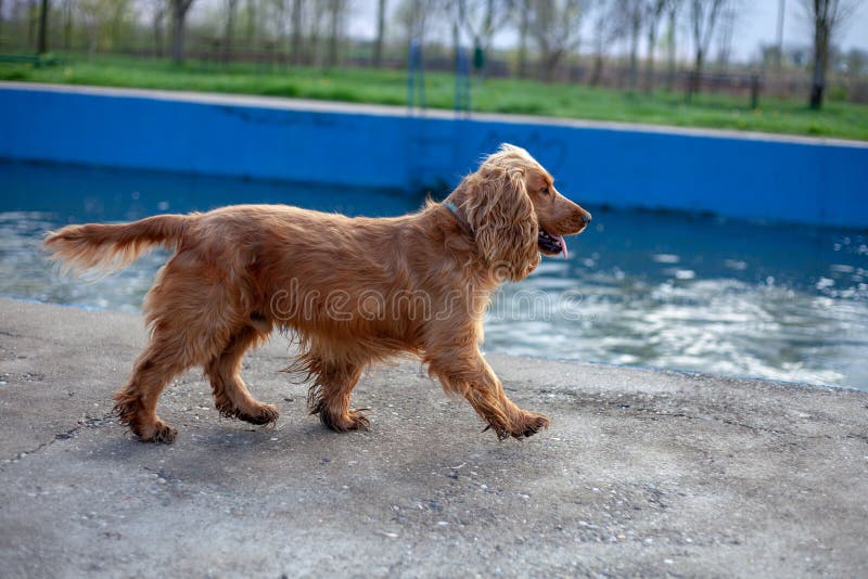 A Cocker Spaniel Explores the Vibrant Spring Landscape, Its Silky Ears ...