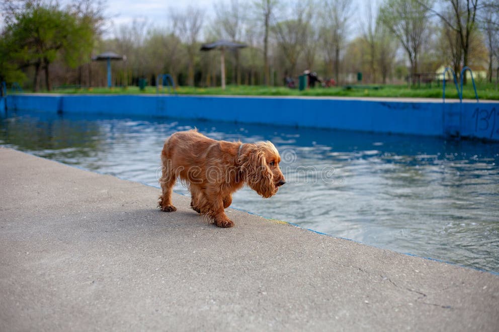 A Cocker Spaniel Explores the Vibrant Spring Landscape, Its Silky Ears ...