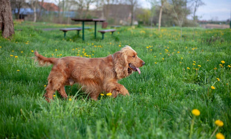 A Cocker Spaniel Explores the Vibrant Spring Landscape, Its Silky Ears ...