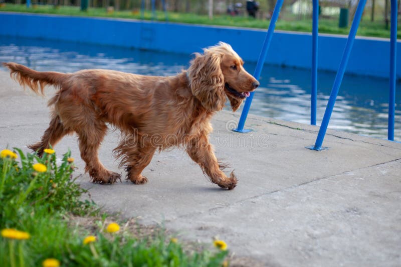 A Cocker Spaniel Explores the Vibrant Spring Landscape, Its Silky Ears ...