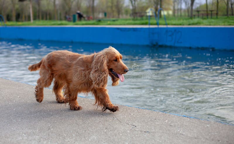 A Cocker Spaniel Explores the Vibrant Spring Landscape, Its Silky Ears ...