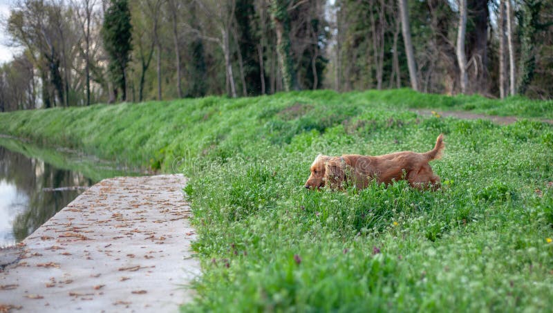 A Cocker Spaniel Explores the Vibrant Spring Landscape, Its Silky Ears ...