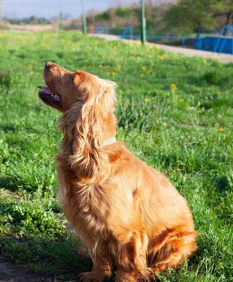 A Cocker Spaniel Explores the Vibrant Spring Landscape, Its Silky Ears ...
