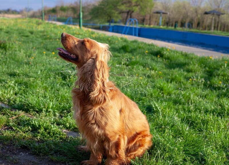 A Cocker Spaniel Explores the Vibrant Spring Landscape, Its Silky Ears ...