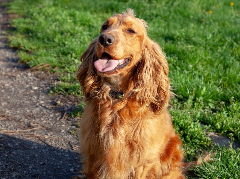 A Cocker Spaniel Explores the Vibrant Spring Landscape, Its Silky Ears ...