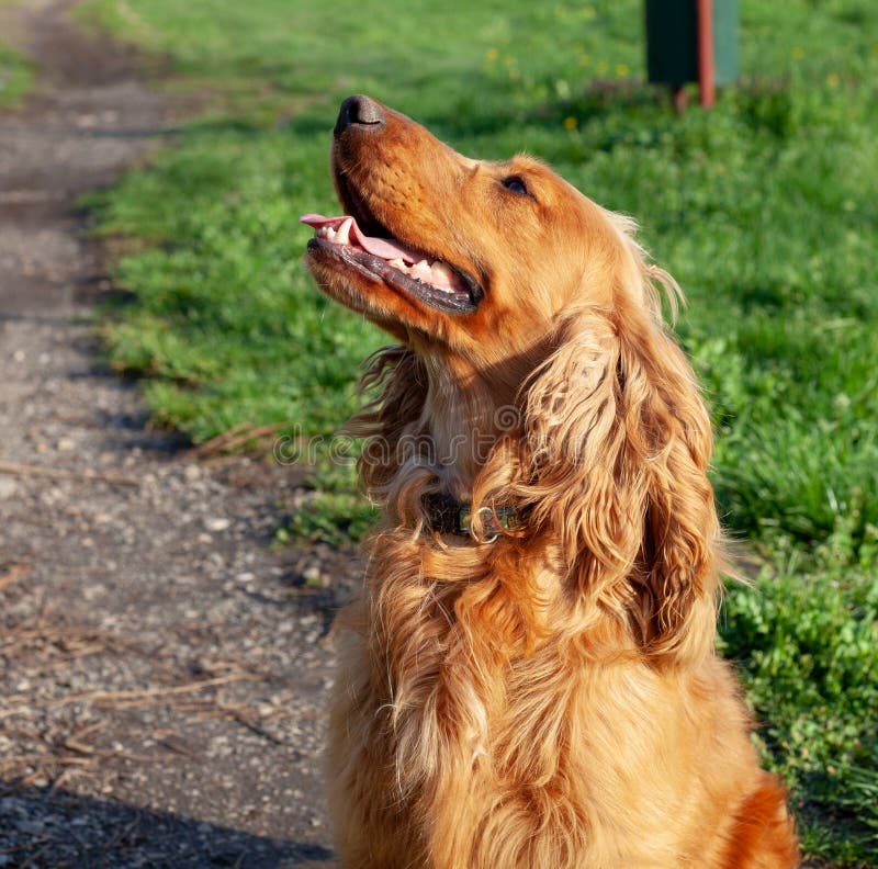 A Cocker Spaniel Explores the Vibrant Spring Landscape, Its Silky Ears ...