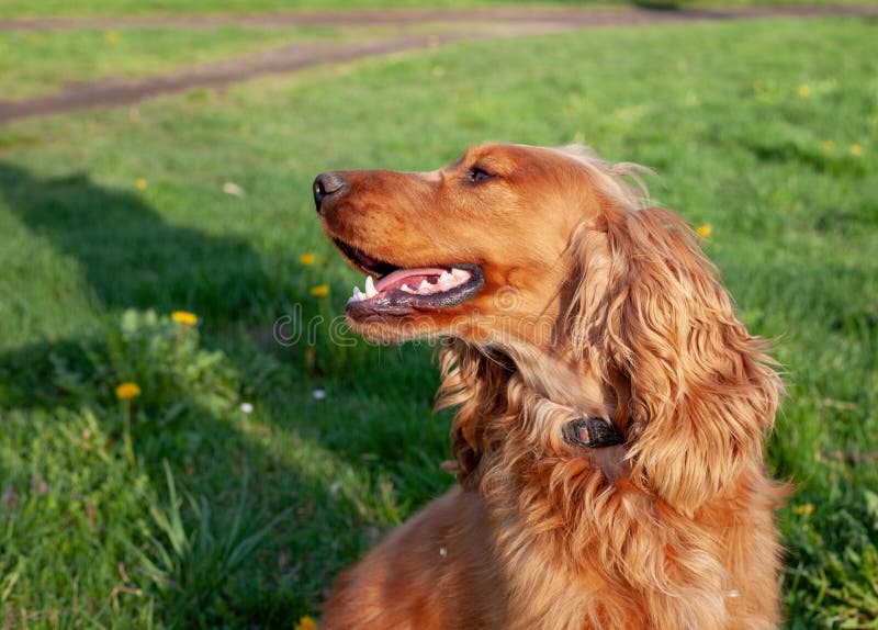 A Cocker Spaniel Explores the Vibrant Spring Landscape, Its Silky Ears ...