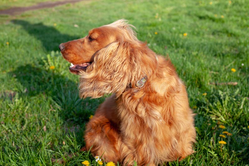 A Cocker Spaniel Explores the Vibrant Spring Landscape, Its Silky Ears ...