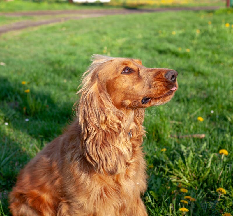 A Cocker Spaniel Explores the Vibrant Spring Landscape, Its Silky Ears ...