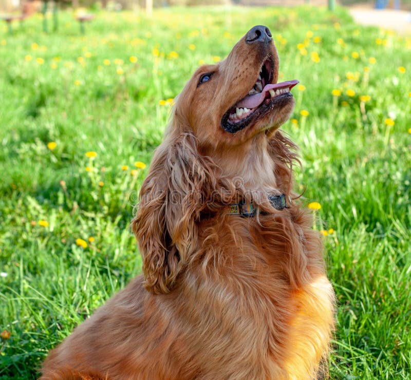 A Cocker Spaniel Explores the Vibrant Spring Landscape, Its Silky Ears ...