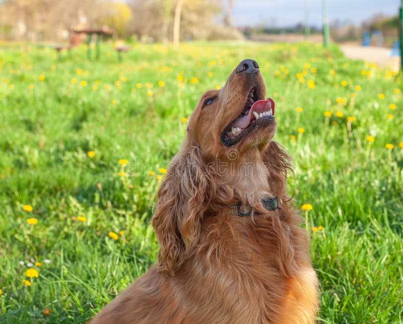 A Cocker Spaniel Explores the Vibrant Spring Landscape, Its Silky Ears ...