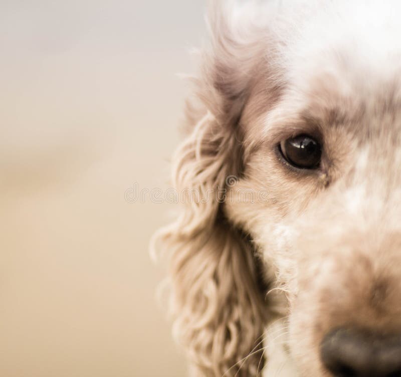 Cocker spaniel eye stock image. Image of cute, playful - 66350027