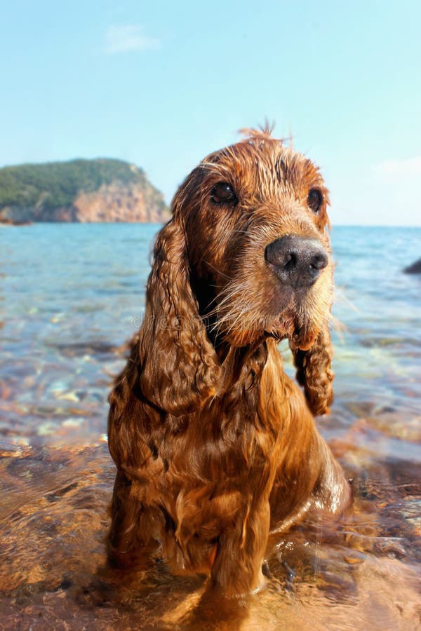 Cocker spaniel face stock image. Image of water, dogs - 122322259