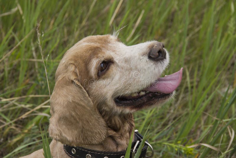 Cocker Spaniel in Green Grass Under Natural Light Stock Photo - Image ...