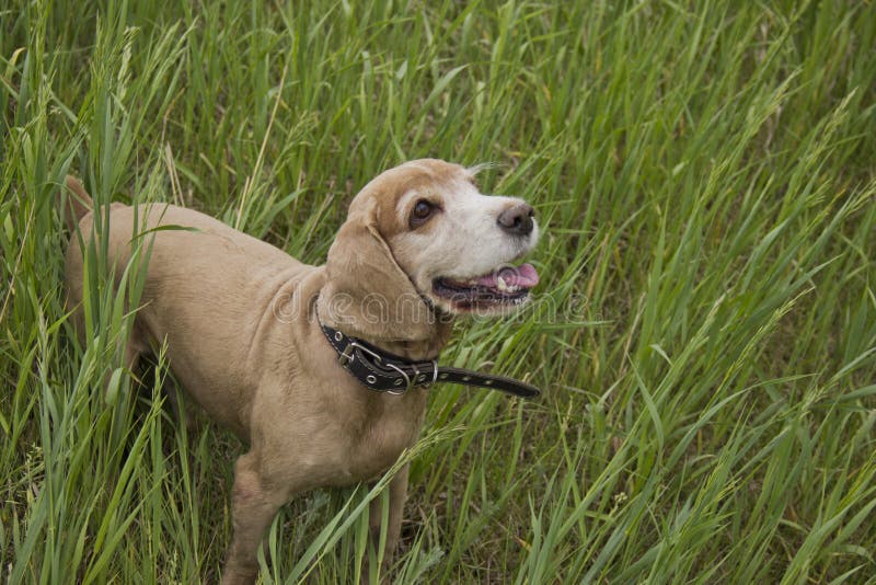 Cocker Spaniel in Green Grass Under Natural Light Stock Photo - Image ...