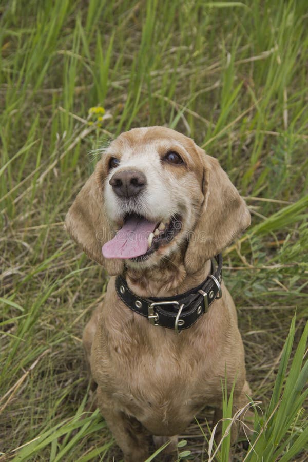 Cocker Spaniel in Green Grass Under Natural Light Stock Image - Image ...