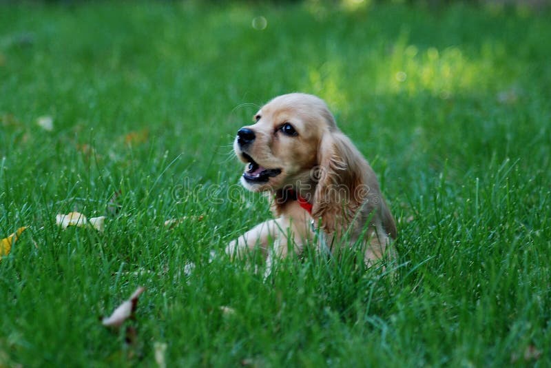 Cocker Spaniel on Green Grass Stock Photo - Image of resting, cocker ...