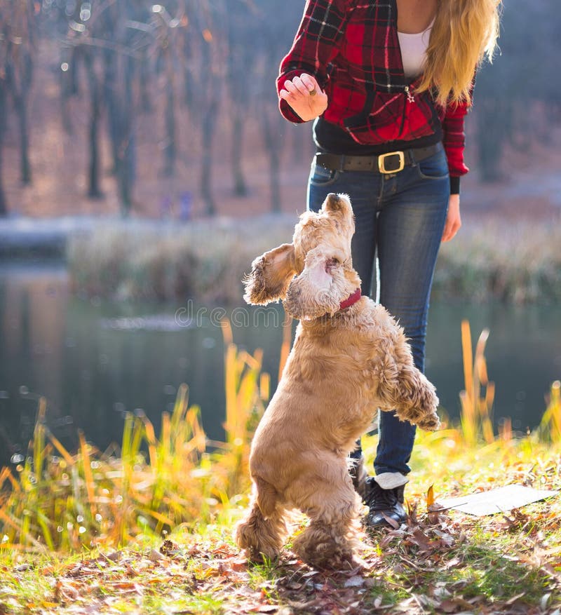 Mujer Hermosa Joven Y Su Perro (cocker Americano Imagen de archivo ...
