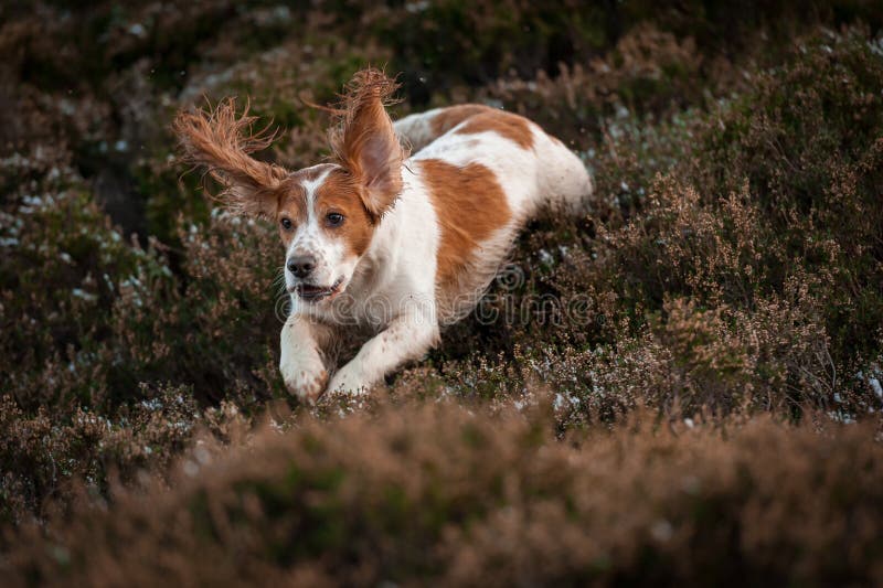 Cocker Spaniel Hunting stock image. Image of domestic - 41985563