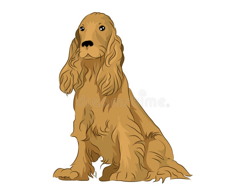 Cocker Spaniel-Illustration Vektor Abbildung - Illustration von lang ...