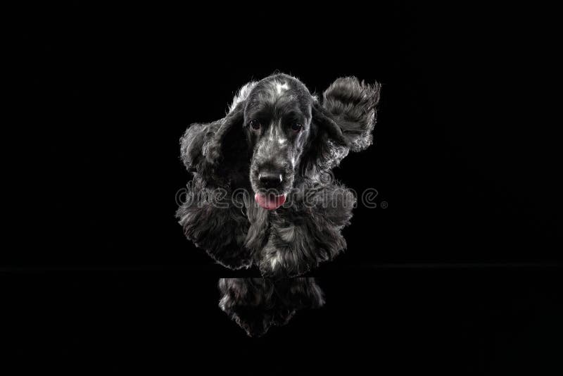 Cocker Spaniel Looking Up in Studio Stock Photo - Image of artistic ...
