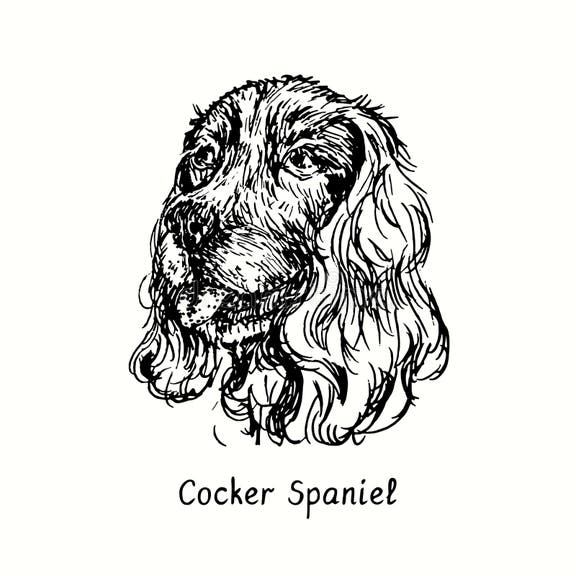 Cocker Spaniel Muzzle Front View. Ink Black and White Doodle Drawing ...