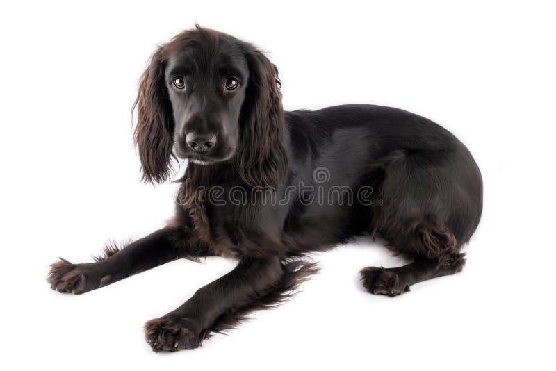 Cocker spaniel negro joven imagen de archivo. Imagen de gente - 71431045