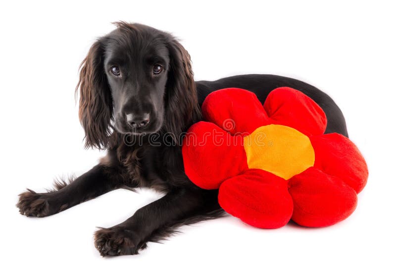 Cocker spaniel negro joven foto de archivo. Imagen de piel - 71432304