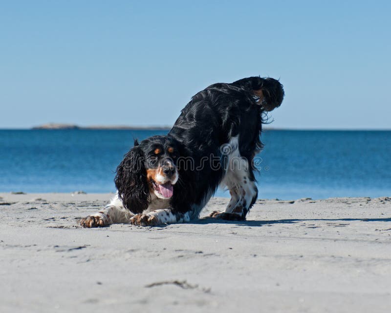 A Cocker Spaniel Playing on a Beach Stock Photo - Image of brown ...