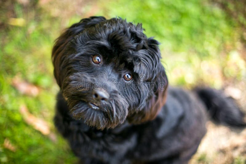 A Cocker Spaniel X Poodle or "Cockapoo" Mixed Breed Dog Stock Photo ...