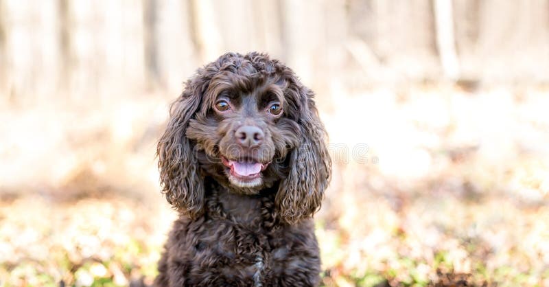 A Cocker Spaniel X Poodle Mixed Breed Dog Stock Photo - Image of ...