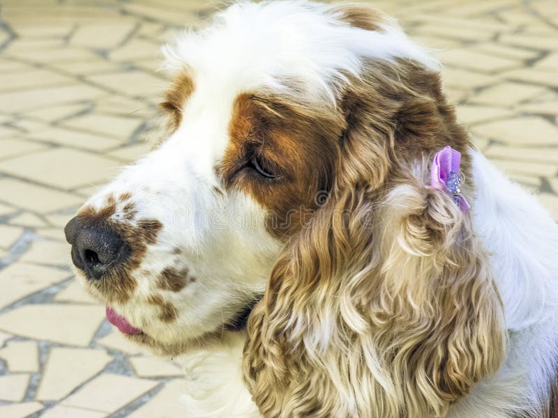 Spainil Stock Photos - Free & Royalty-Free Stock Photos from Dreamstime