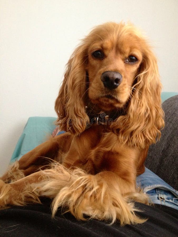 Cocker spaniel stock image. Image of snout, cavapoo, pretty - 47320561