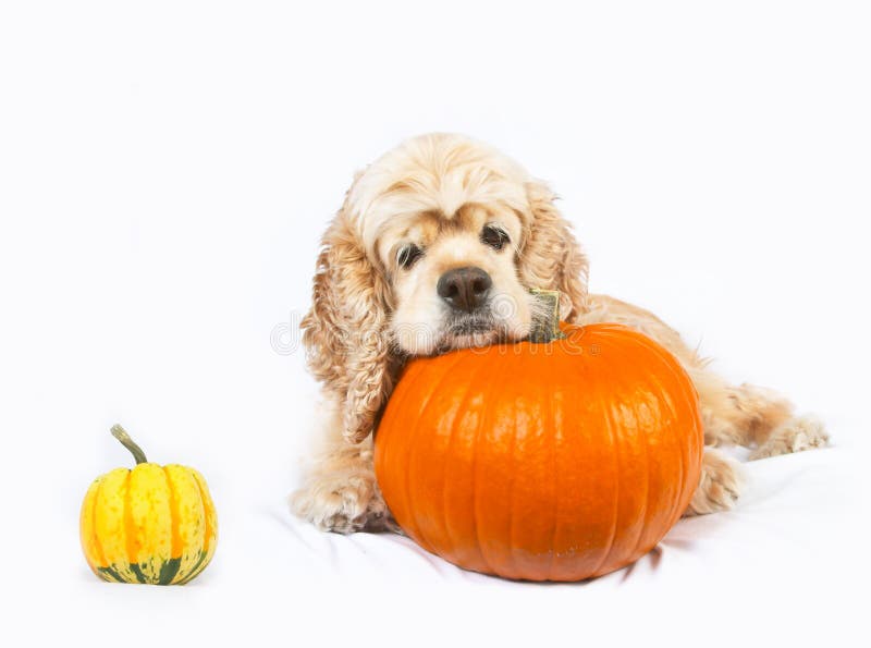 Halloween Portrait - 4 Puppies 2 Pumpkins Stock Photo - Image of ...
