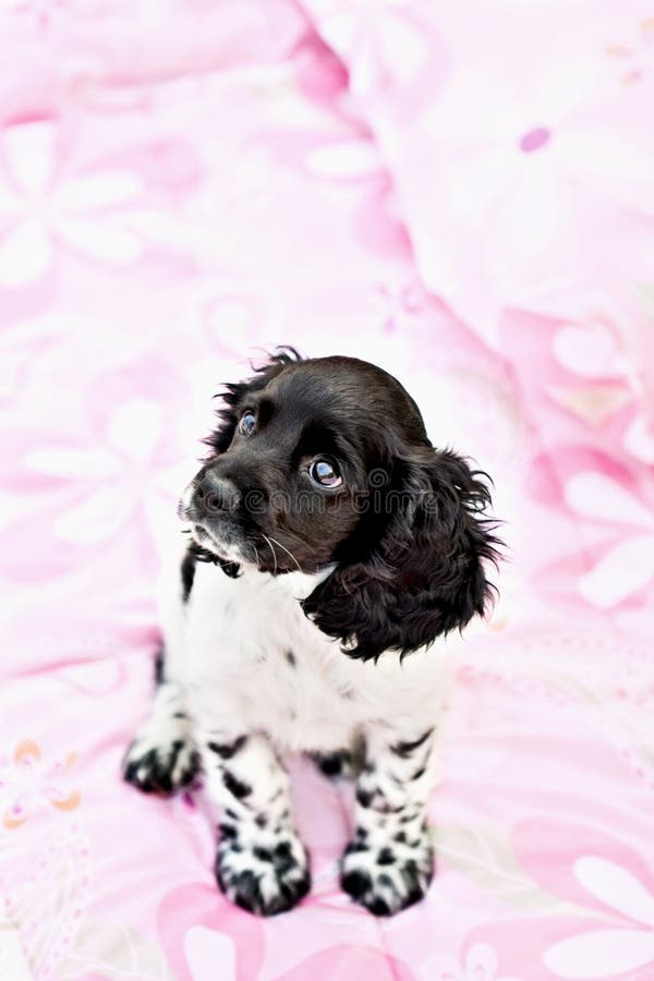 Cocker Spaniel Puppy stock image. Image of puppy, interior - 11539377
