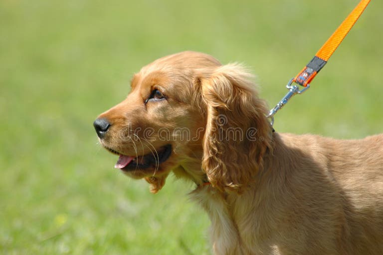 290 Breeds Spaniel Dogs Stock Photos - Free & Royalty-Free Stock Photos ...