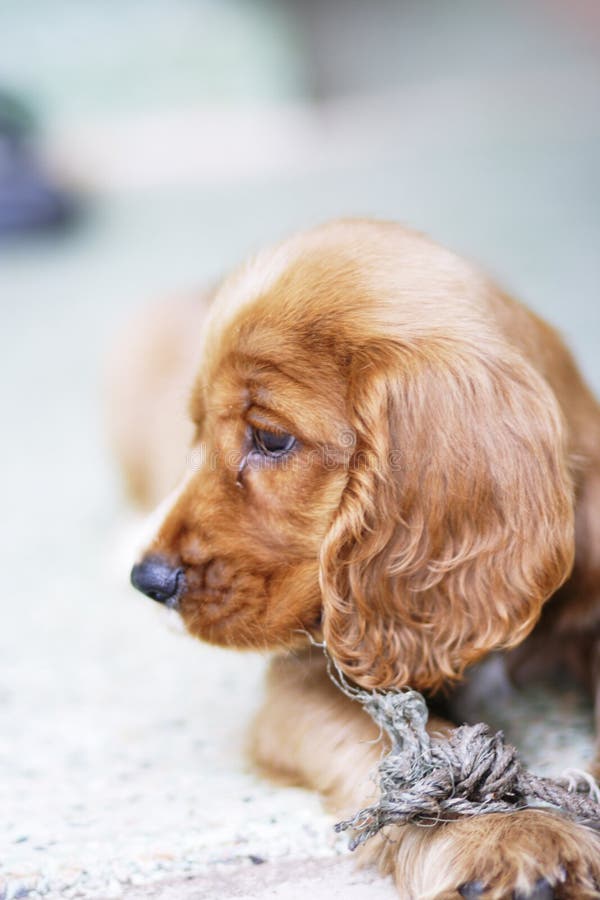 Cocker Spaniel puppy stock image. Image of mammal, view - 2663807
