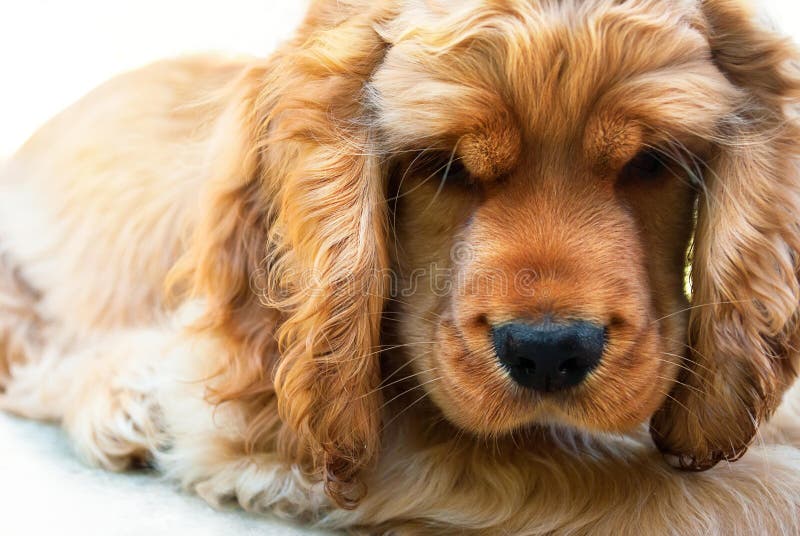 Cocker spaniel puppy angry stock image. Image of angry - 58287937