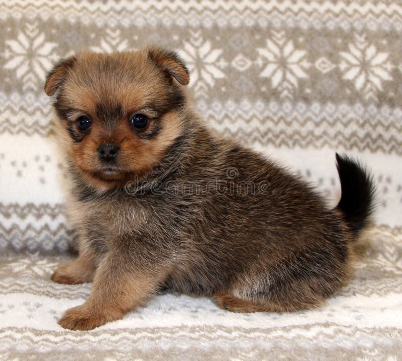 Cocker Spaniel stock image. Image of dogs, cute, spitz - 91210467