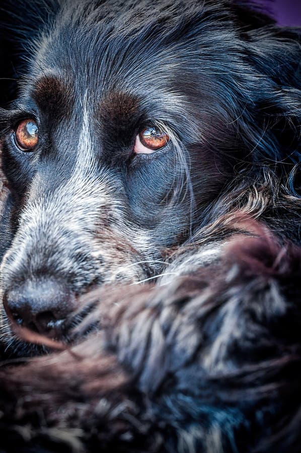 Cocker Spaniel stock image. Image of spaniel, pedigree - 56255003