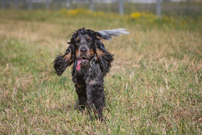 Cocker Spaniel Puppy Running Stock Image - Image of canine, meadow ...