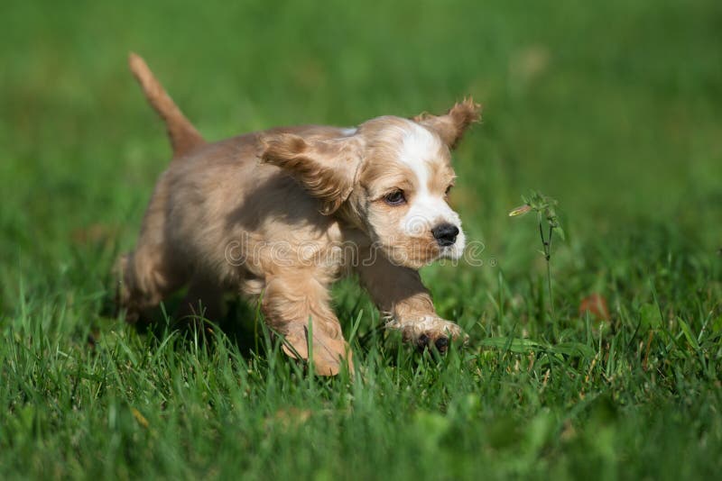 Cocker Spaniel Puppy Running Outdoors in Summer Stock Photo - Image of ...
