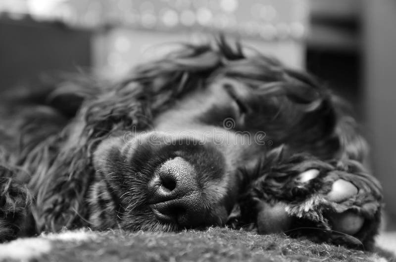 Cocker Spaniel Puppy Sleeping Stock Photo - Image of closed, animal ...