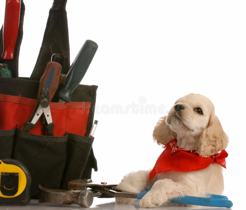 Cocker Spaniel Puppy with Tools Stock Image - Image of small ...