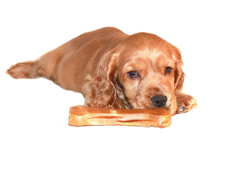 Cocker Spaniel Puppy with Toys Stock Image - Image of mammal, breed ...